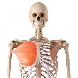 Brustmuskeltraining: 5 TOP-Übungen für zu Hause - Golden Tree